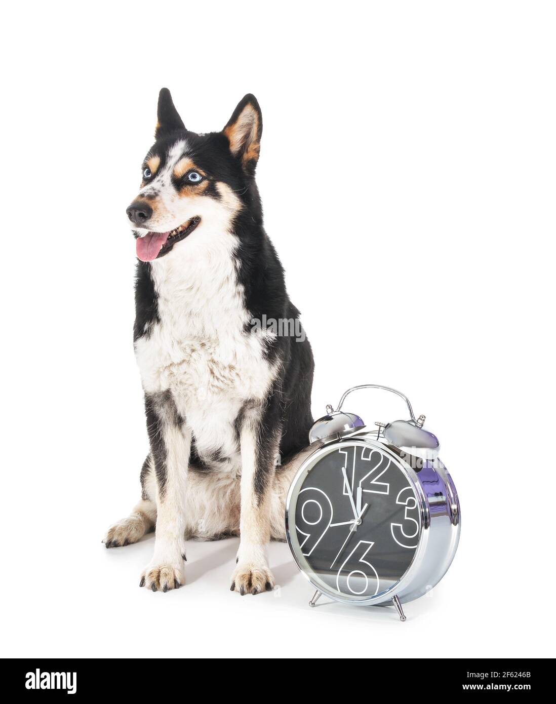 Cute dog with alarm clock on white background Stock Photo - Alamy