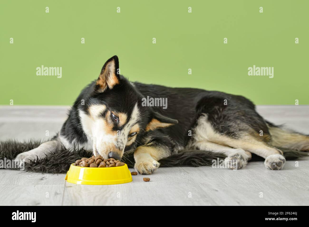Cute funny dog eating food from bowl at home Stock Photo - Alamy
