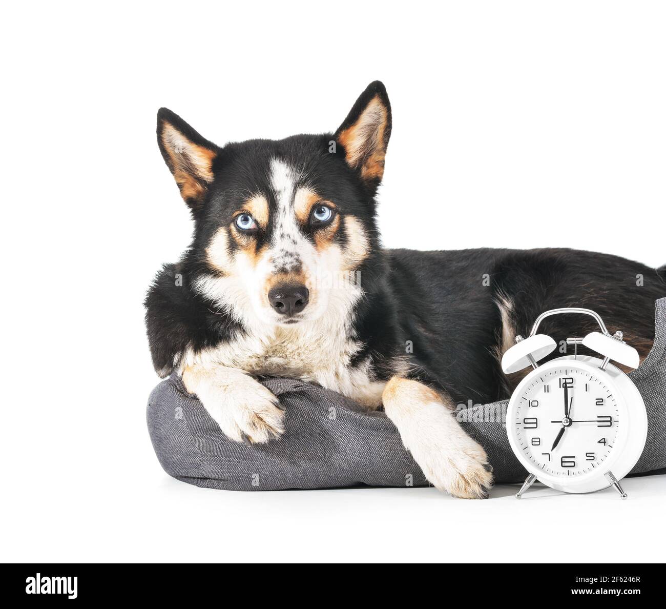 Cute dog with alarm clock in pet bed on white background Stock Photo ...