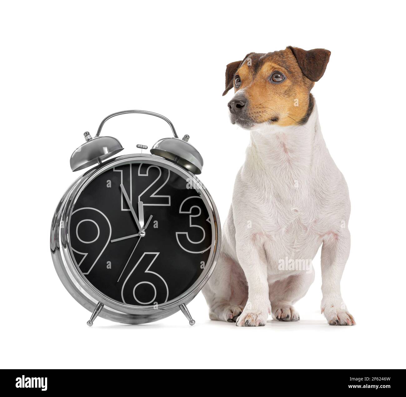 Cute dog with alarm clock on white background Stock Photo - Alamy