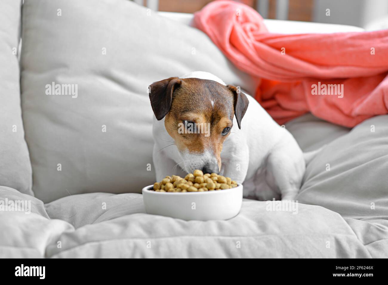 Cute dog eating food from bowl at home Stock Photo - Alamy