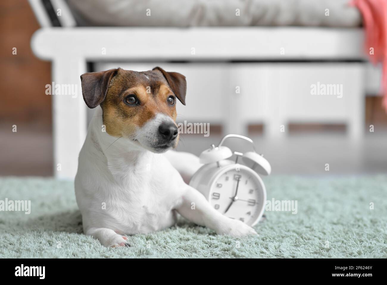 Funny home alarm hi-res stock photography and images - Alamy