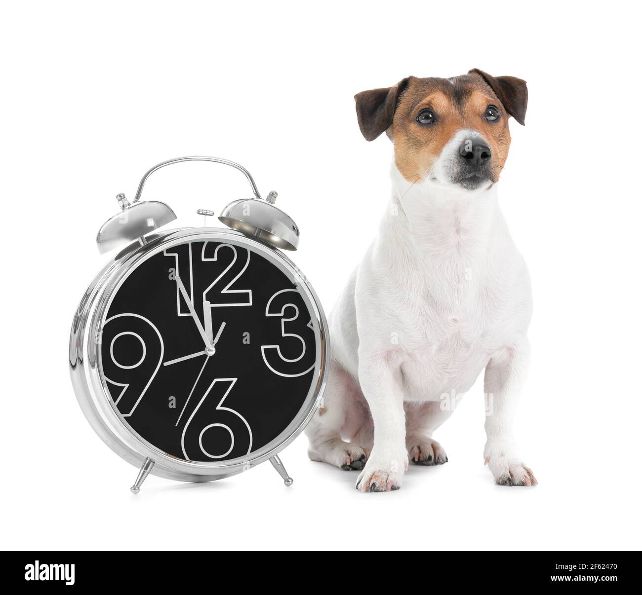 Cute dog with alarm clock on white background Stock Photo - Alamy