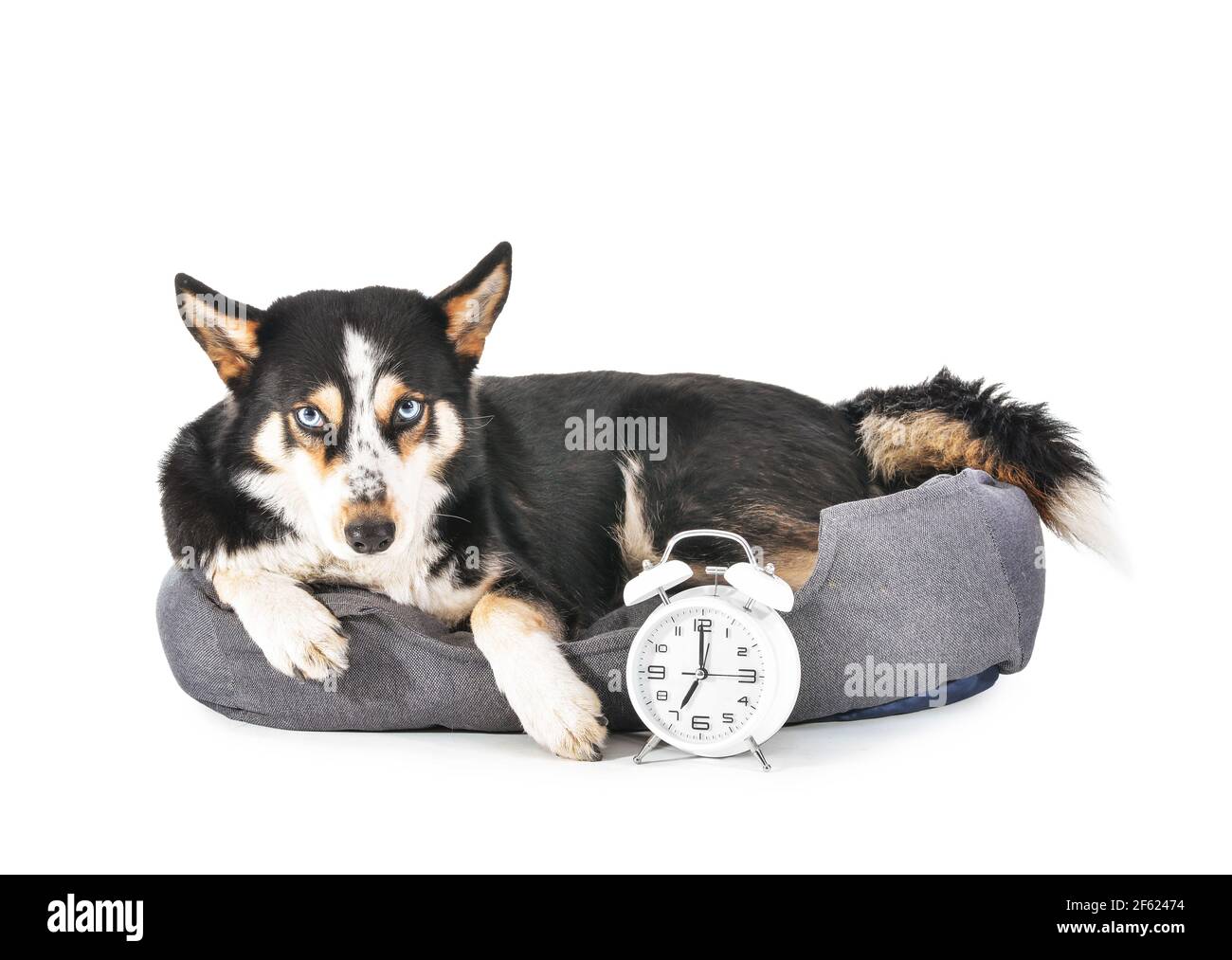 Cute dog with alarm clock in pet bed on white background Stock Photo ...