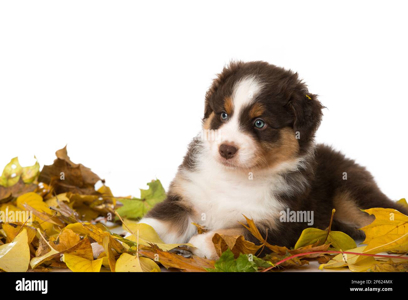 Australian shepherd puppy with autumn leaves Stock Photo - Alamy