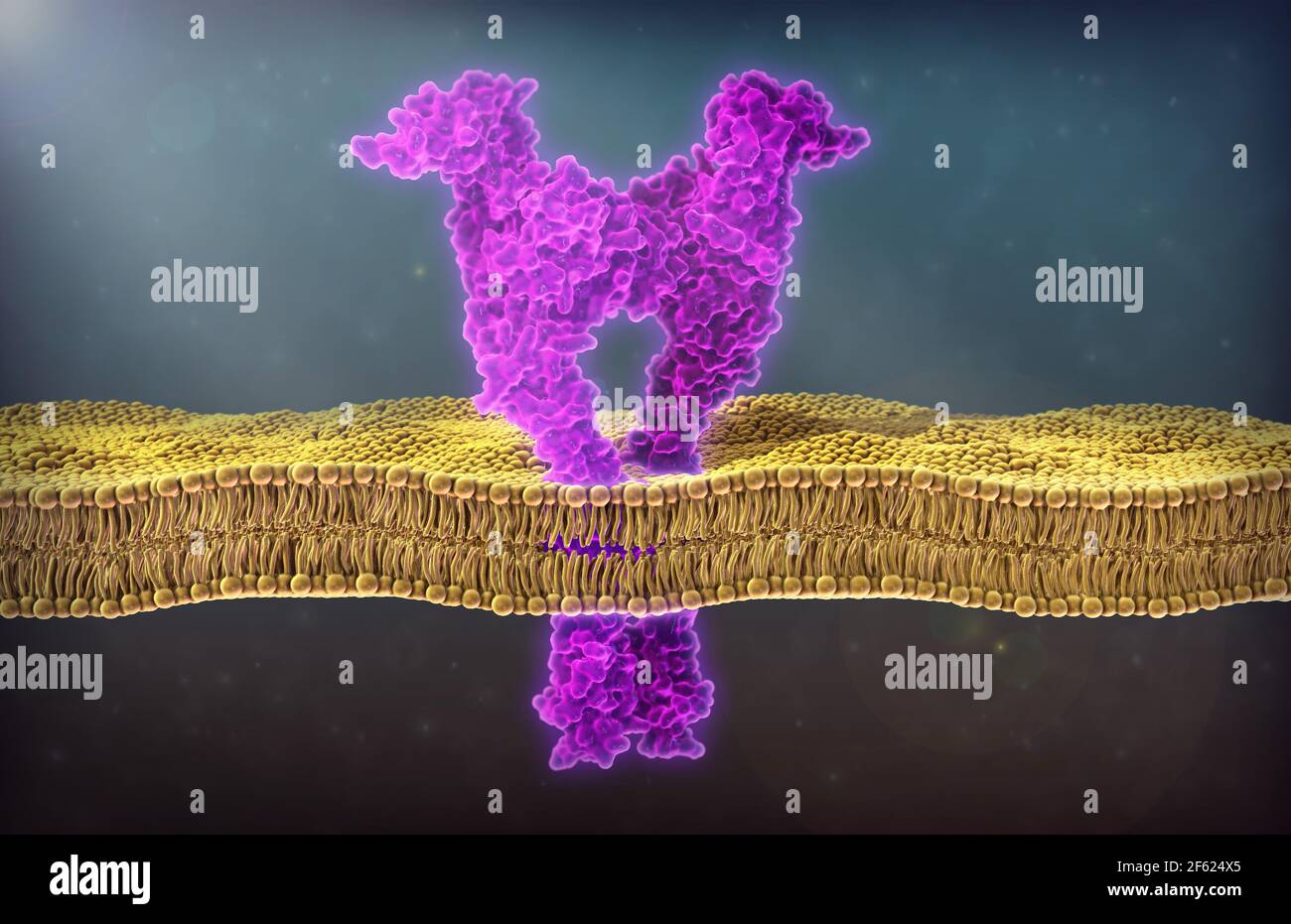 Vegf receptor 1 hi-res stock photography and images - Alamy