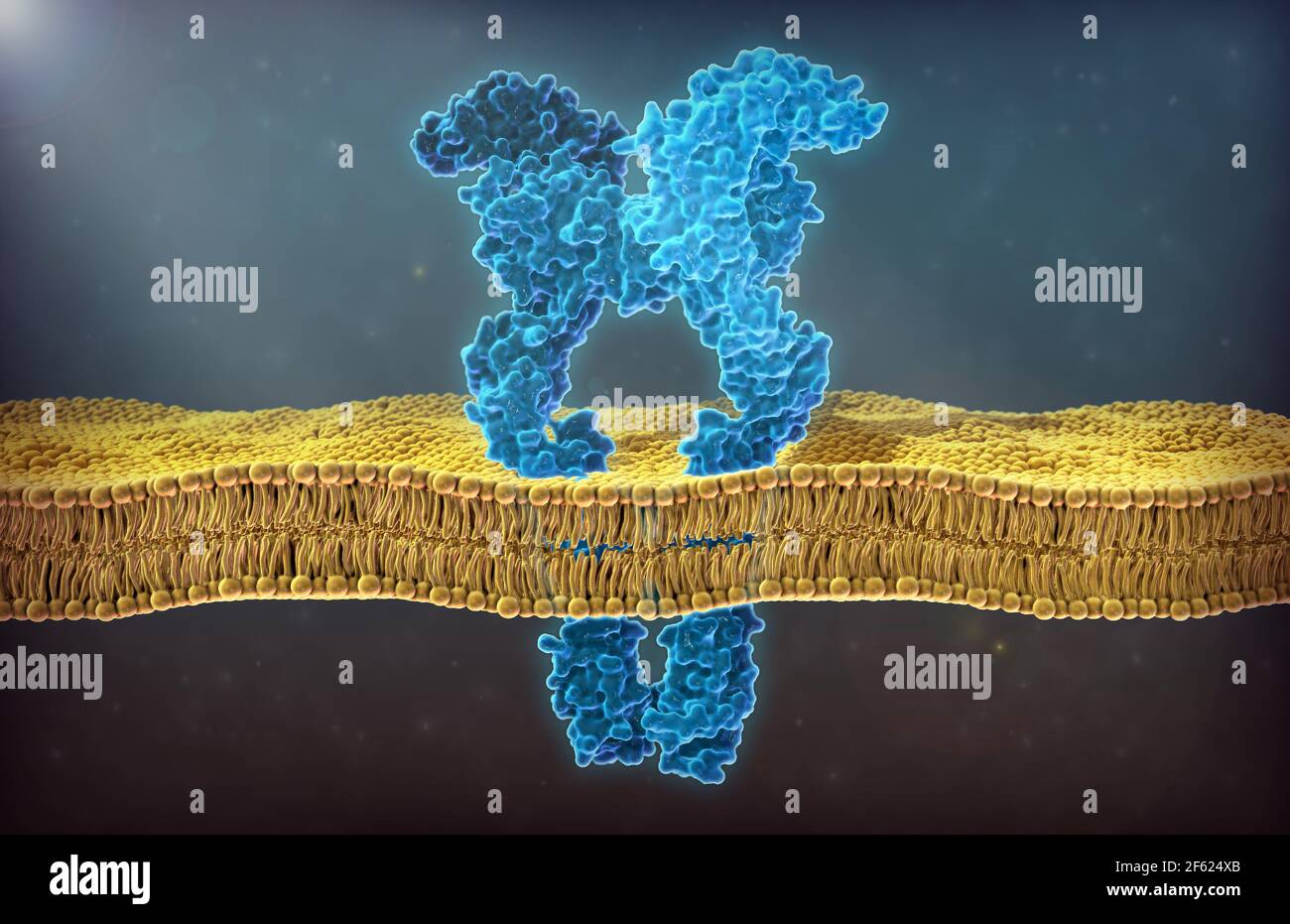 VEGF Receptor 3, illustration Stock Photo - Alamy