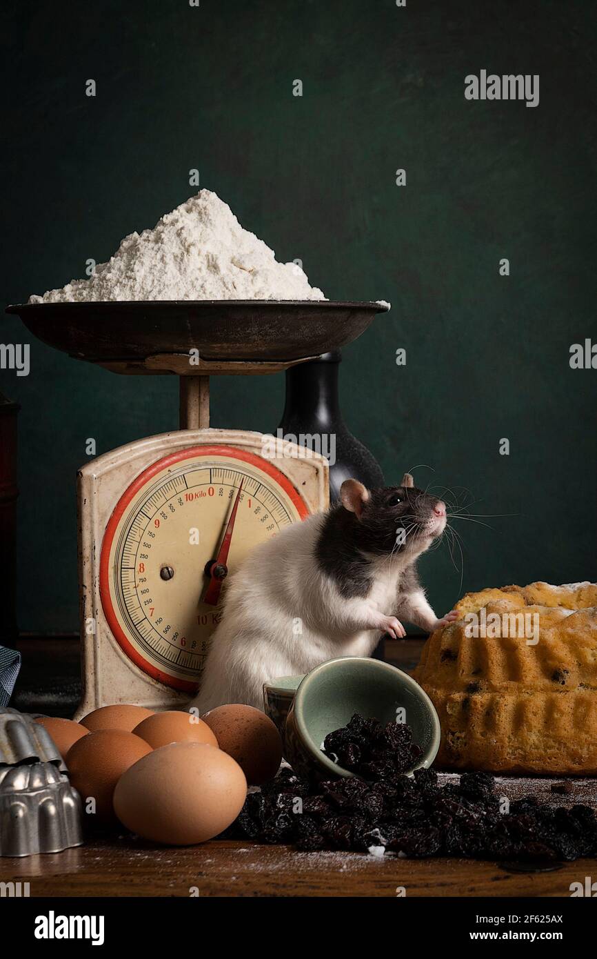 A Cute white and brown rat sitting in a stil life scene themed baking ...