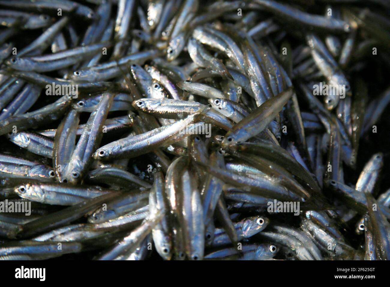 salvador, bahia / brazil - december 6, 2019: Fish fingerlings are seen ...