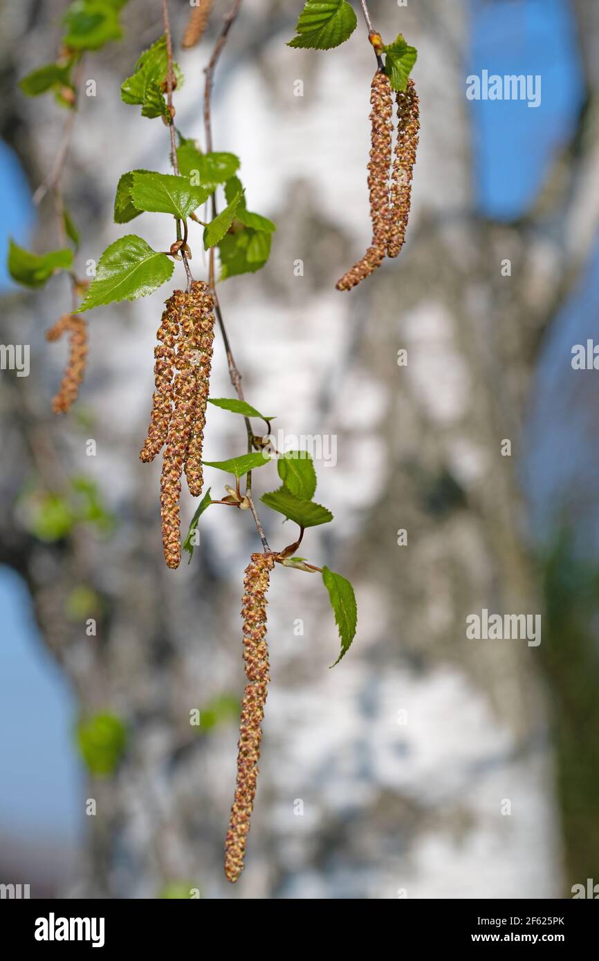 Betula pendula seeds hi-res stock photography and images - Alamy