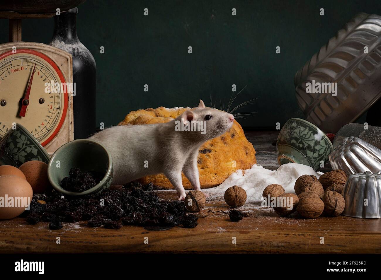 A Cute white and brown rat sitting in a stil life scene themed baking ...