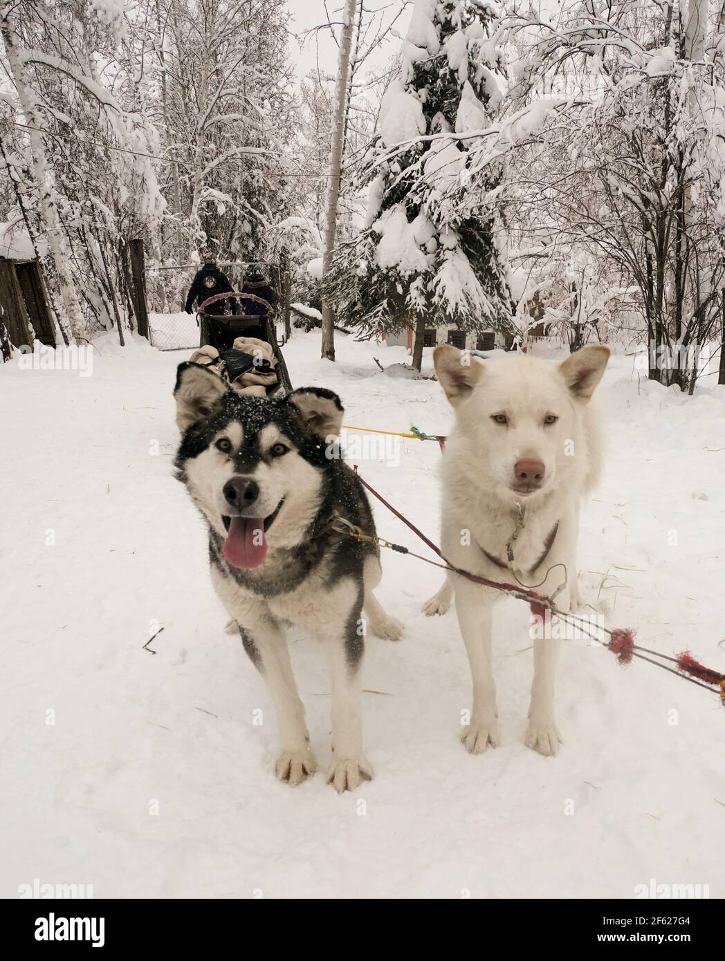 Firewalkers Alaskan Malamute Dog Sled Tour Stock Photo - Alamy