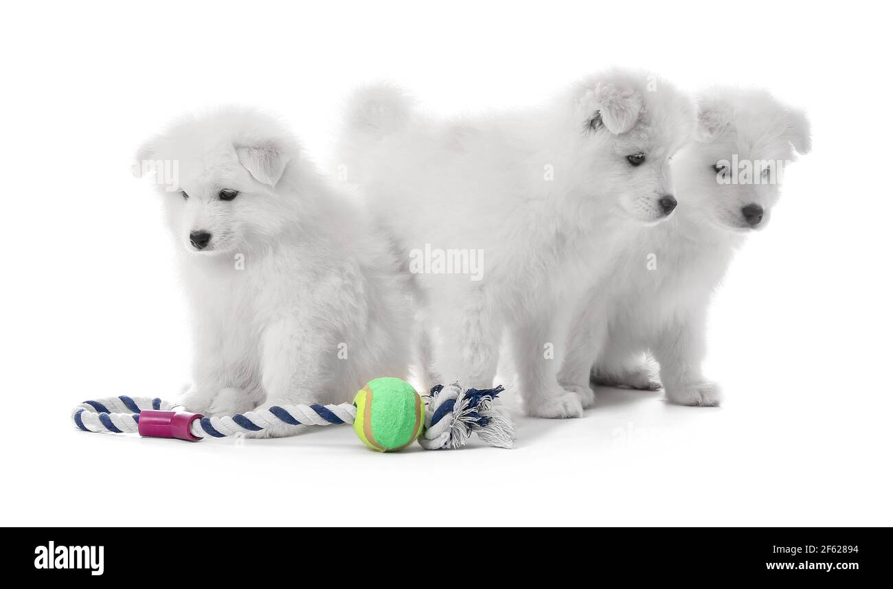 Cute Samoyed Puppies Wallpaper