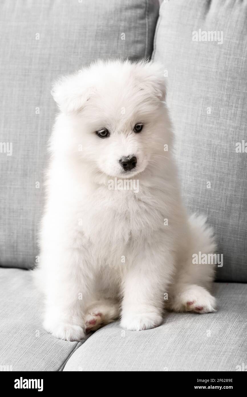 Cute Samoyed puppy on sofa at home Stock Photo - Alamy