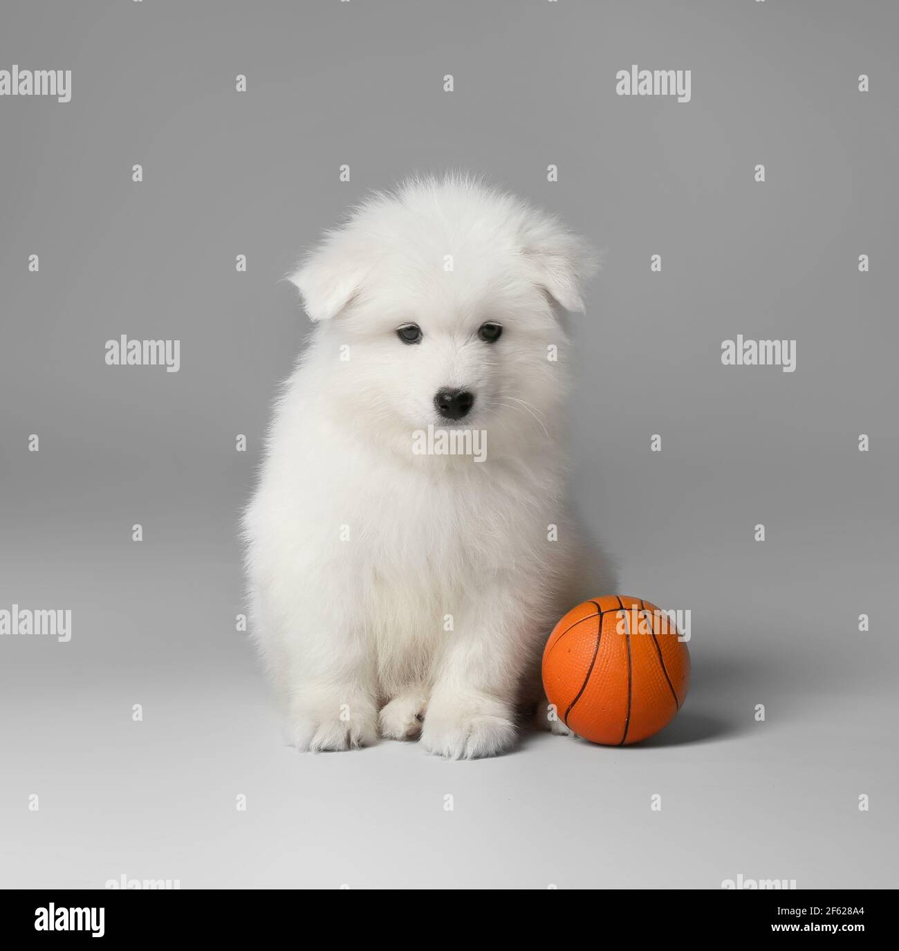 Cute Samoyed puppy with toy on grey background Stock Photo - Alamy