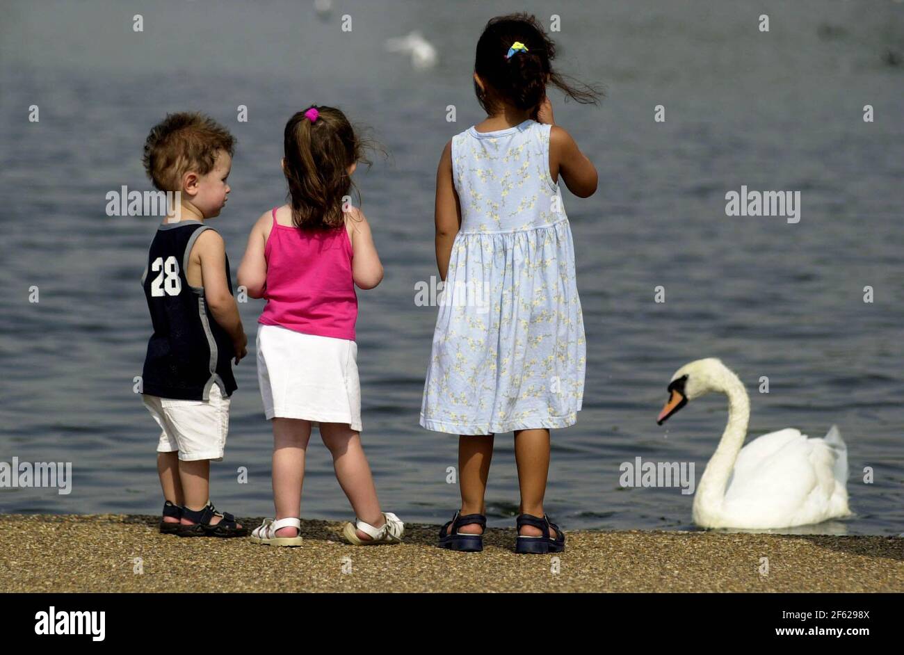 Kensington gardens swans hi-res stock photography and images - Alamy