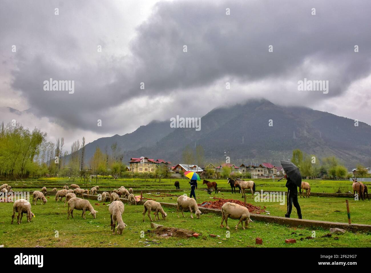 Shepherds with their sheep walk through a field during a rainfall on ...