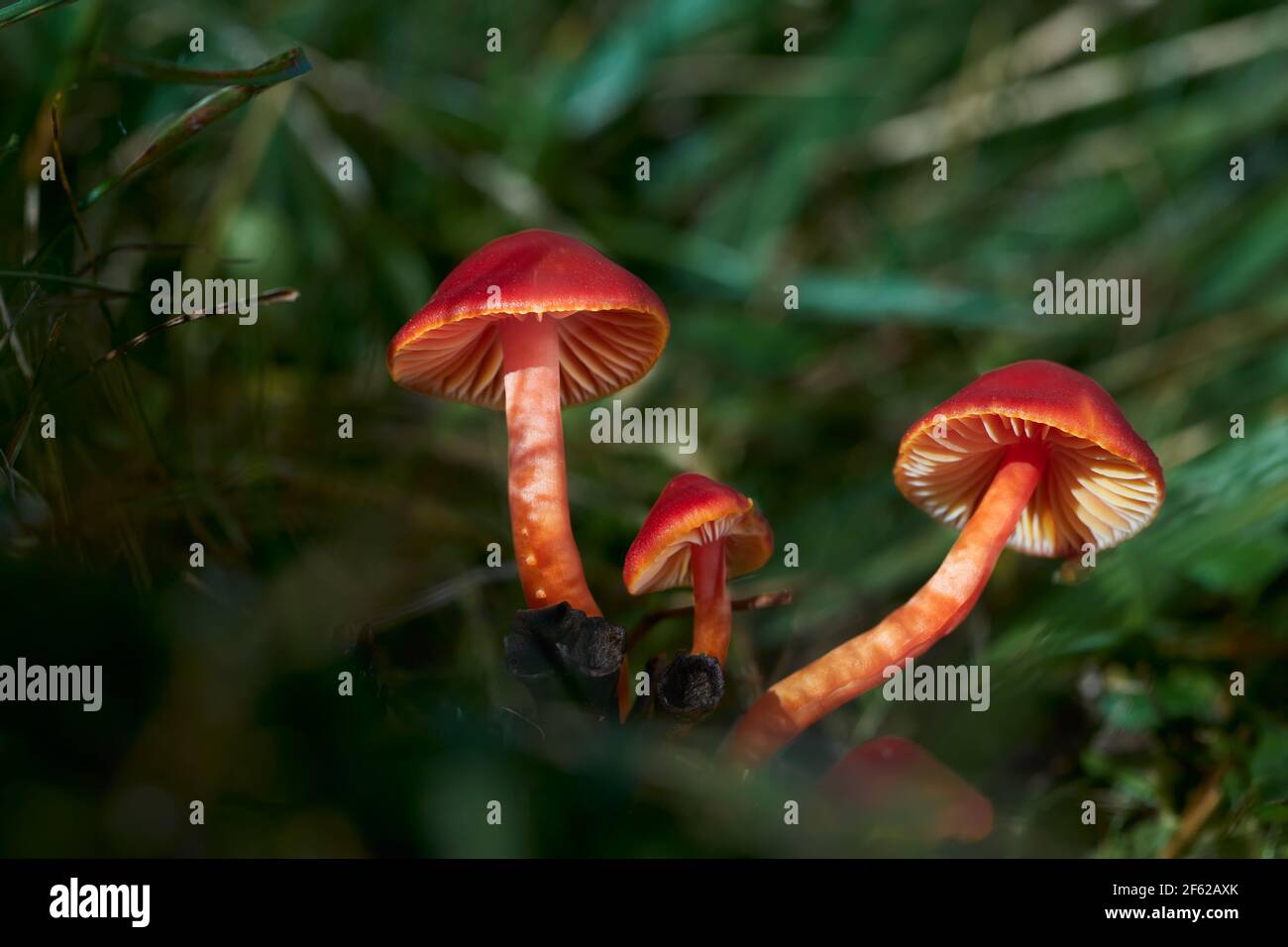 Wax fungus hi-res stock photography and images - Alamy