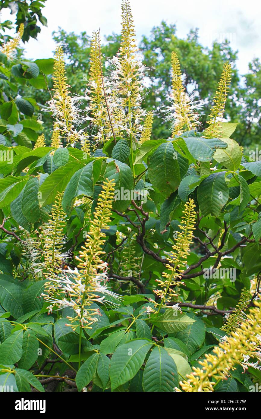 View of bottlebrush buckeye shrub with panicle flowers in the garden ...