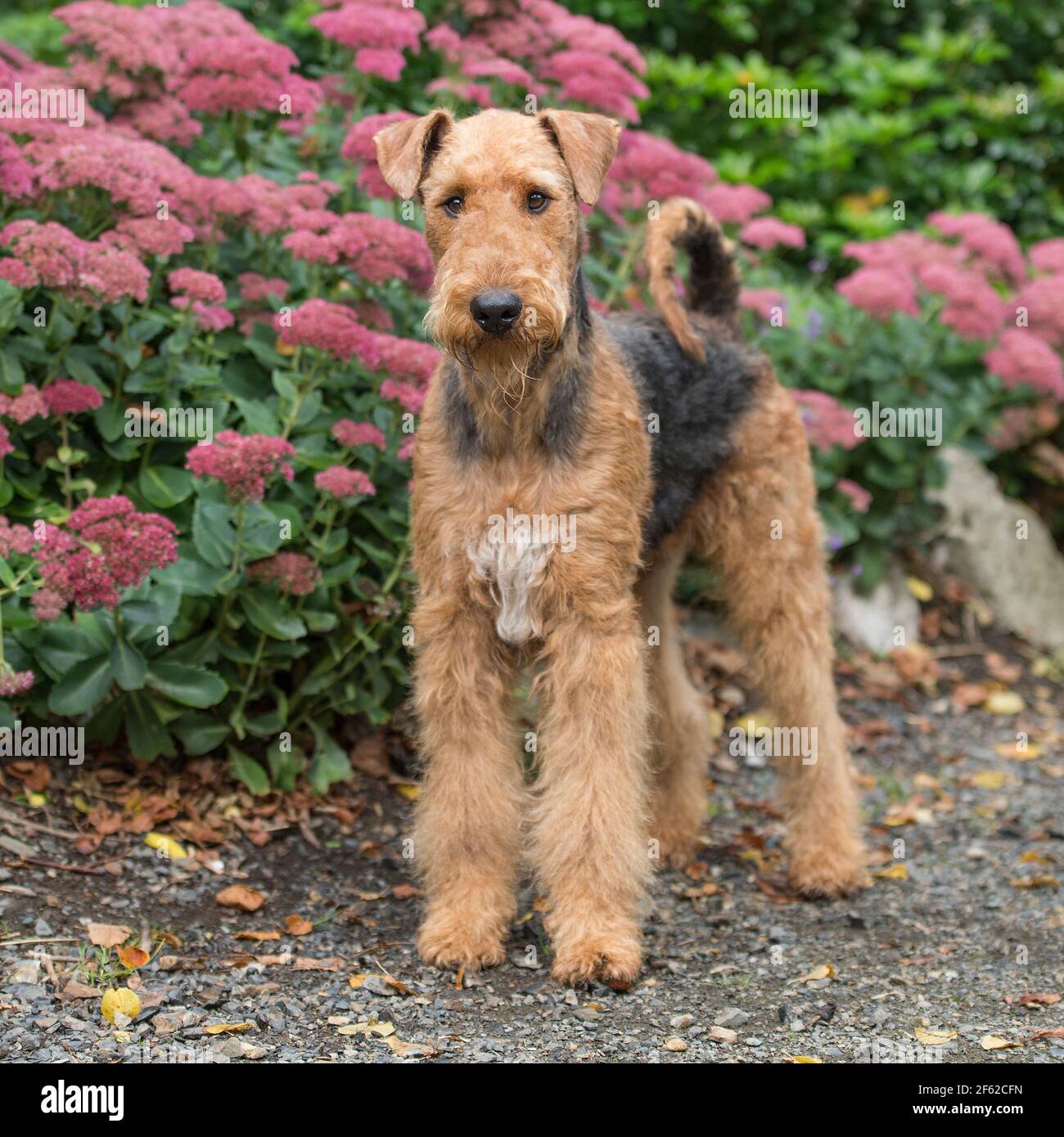 Airedale terrier dog hi-res stock photography and images - Alamy