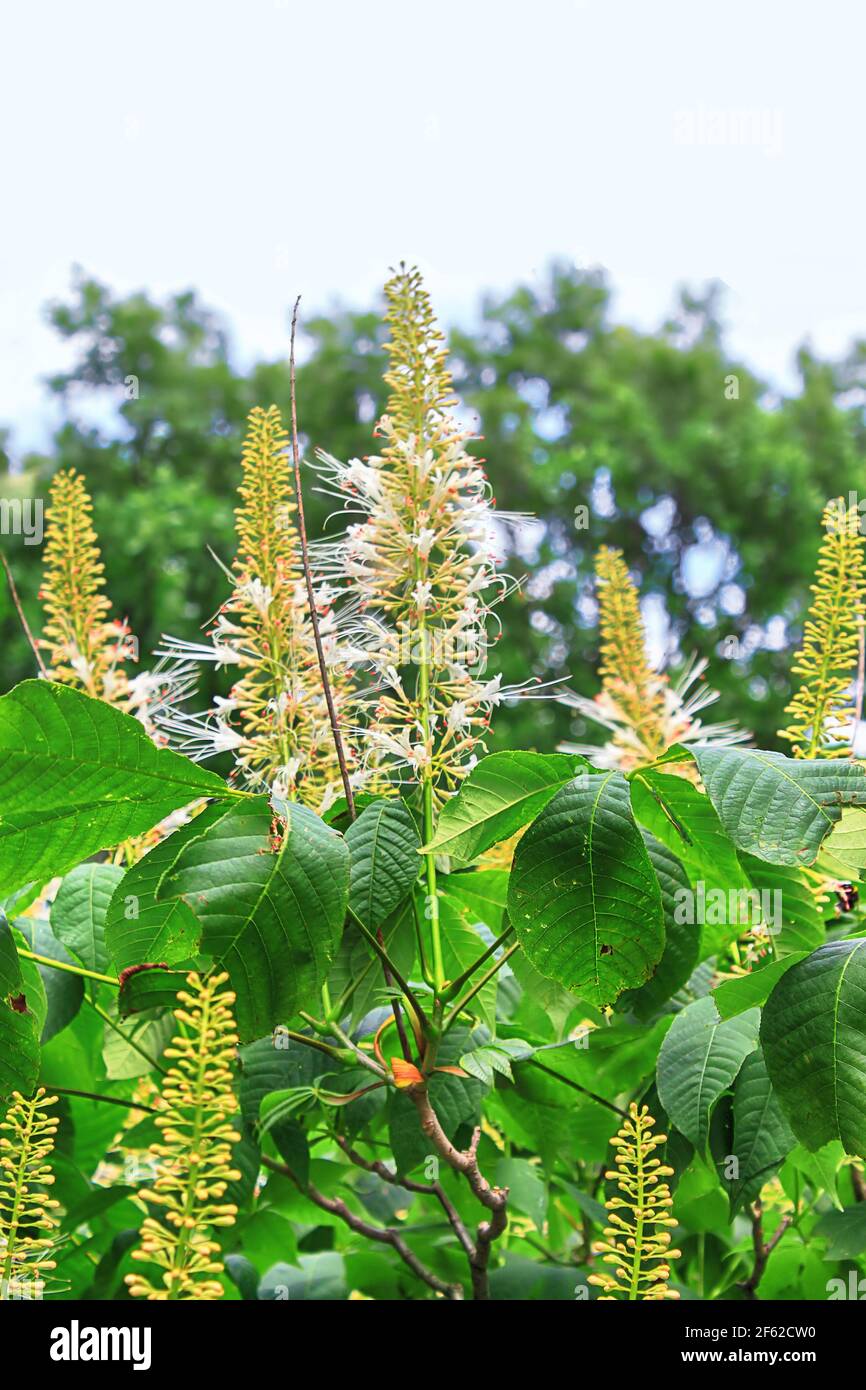 View of bottlebrush buckeye shrub with panicle flowers in the garden ...