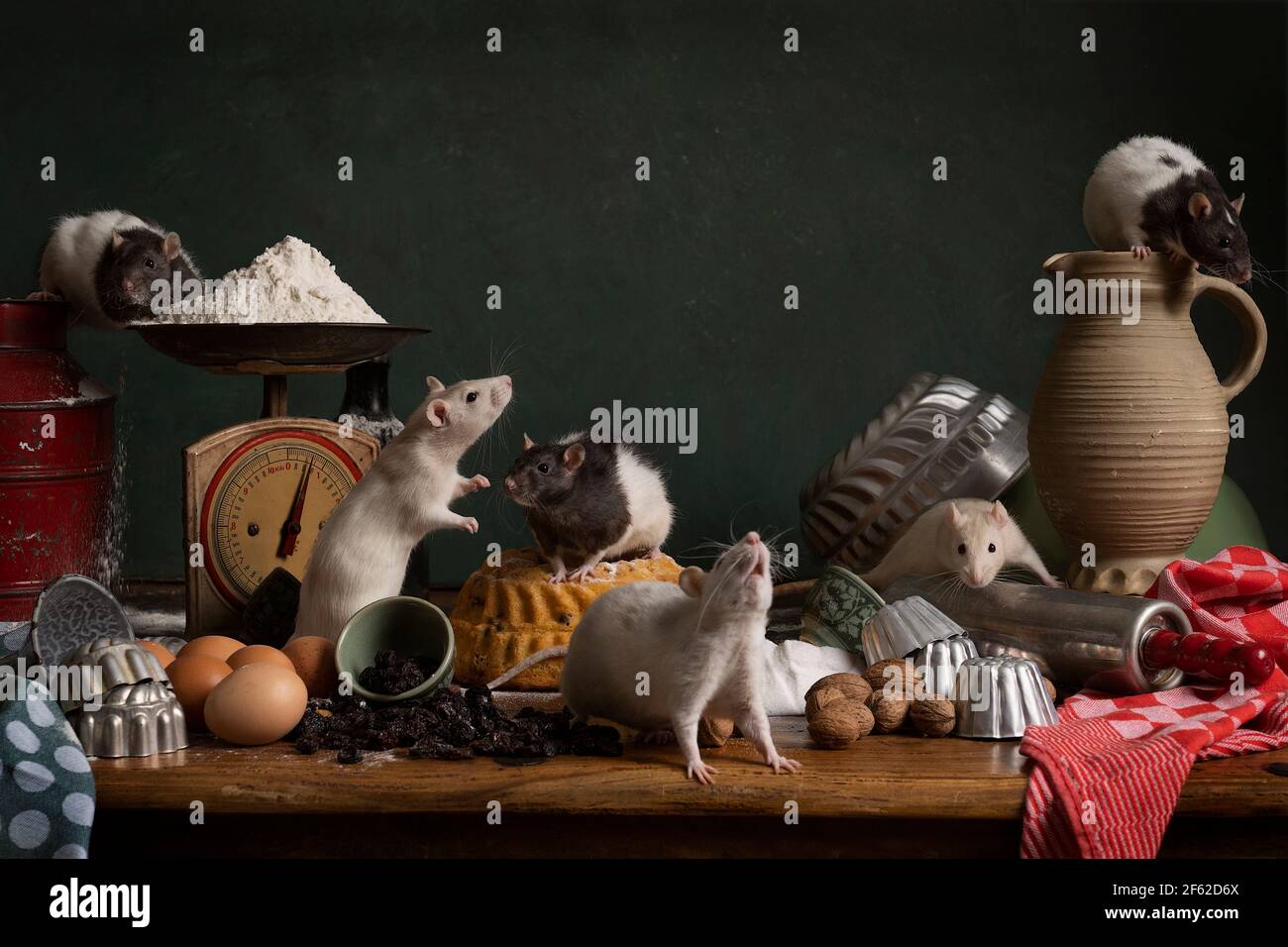 Six cute white and brown rats sitting in a stil life scene themed ...