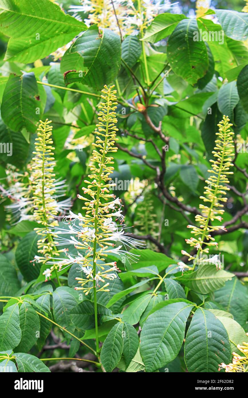 View of bottlebrush buckeye shrub with panicle flowers in the garden ...