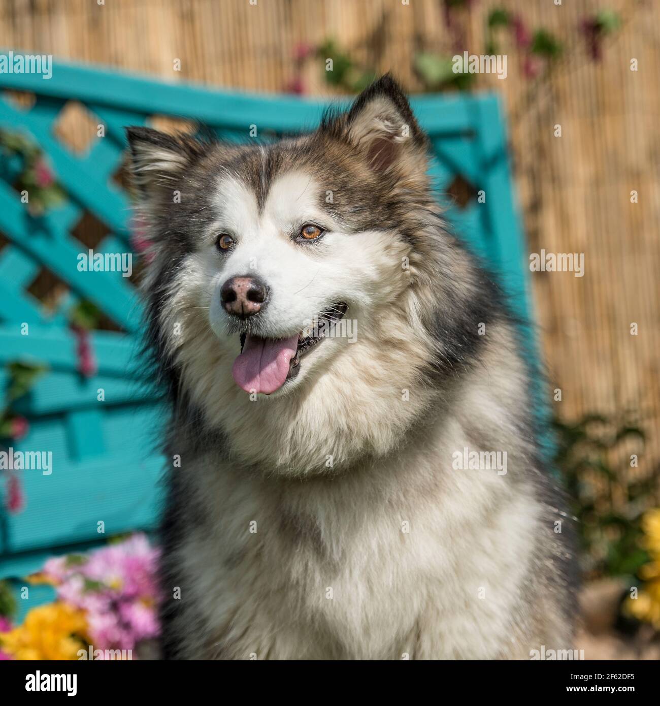 Alaskan malamute dog Stock Photo - Alamy