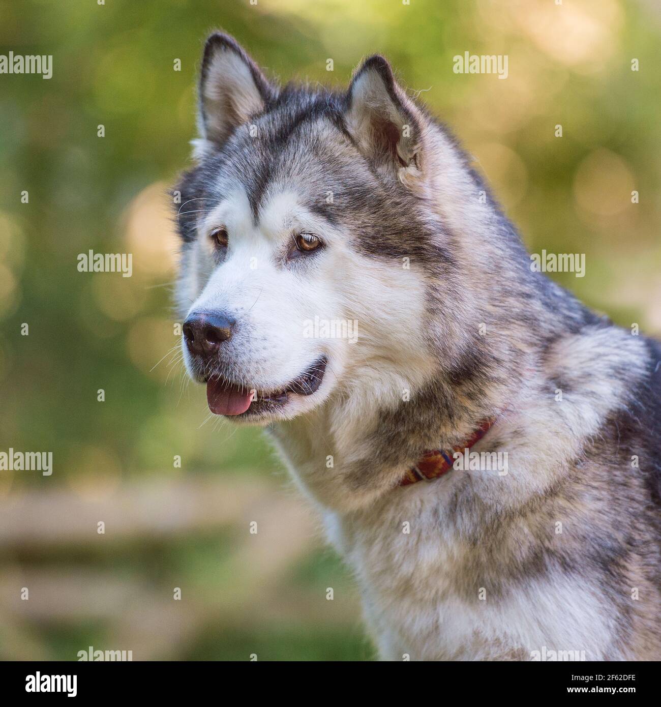 Alaskan malamute dog Stock Photo - Alamy