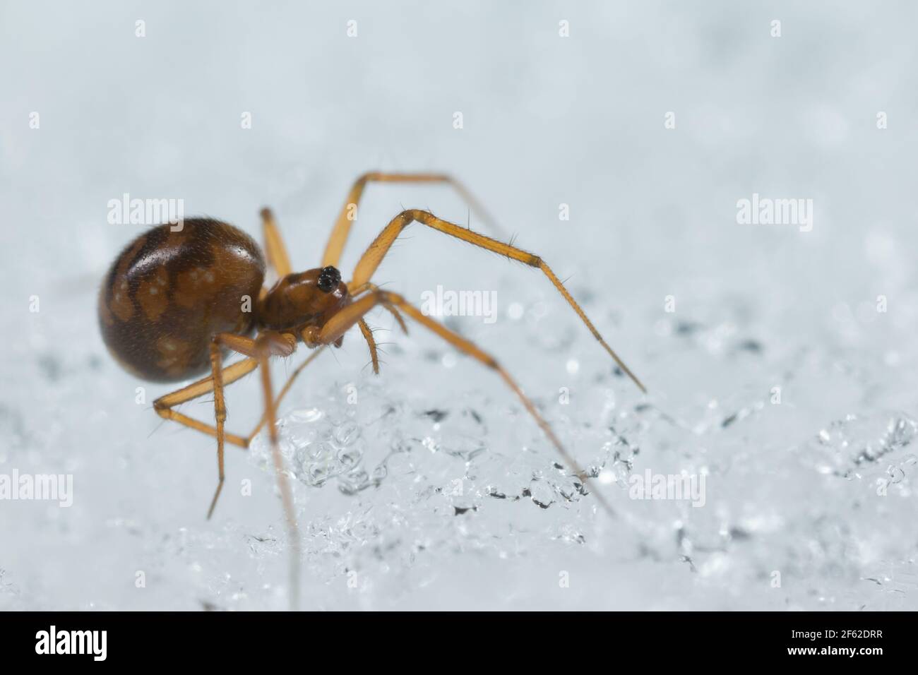 Dwarf sheet spider hi-res stock photography and images - Alamy