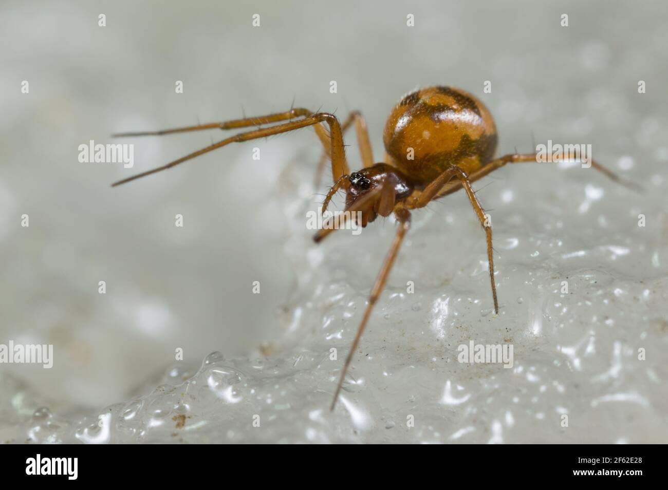 Dwarf sheet spider hi-res stock photography and images - Alamy