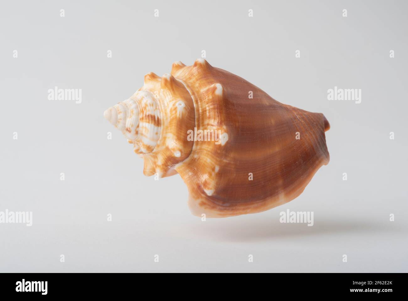 Strombidae hi-res stock photography and images - Alamy