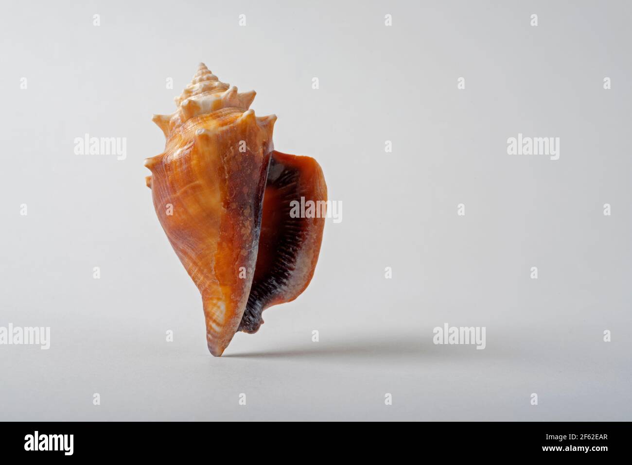 Conch shell white background florida hi-res stock photography and ...