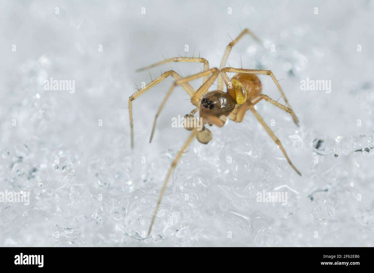 Dwarf spider (Bathyphantes) with ichneumon wasp larva (Pimplinae Stock ...