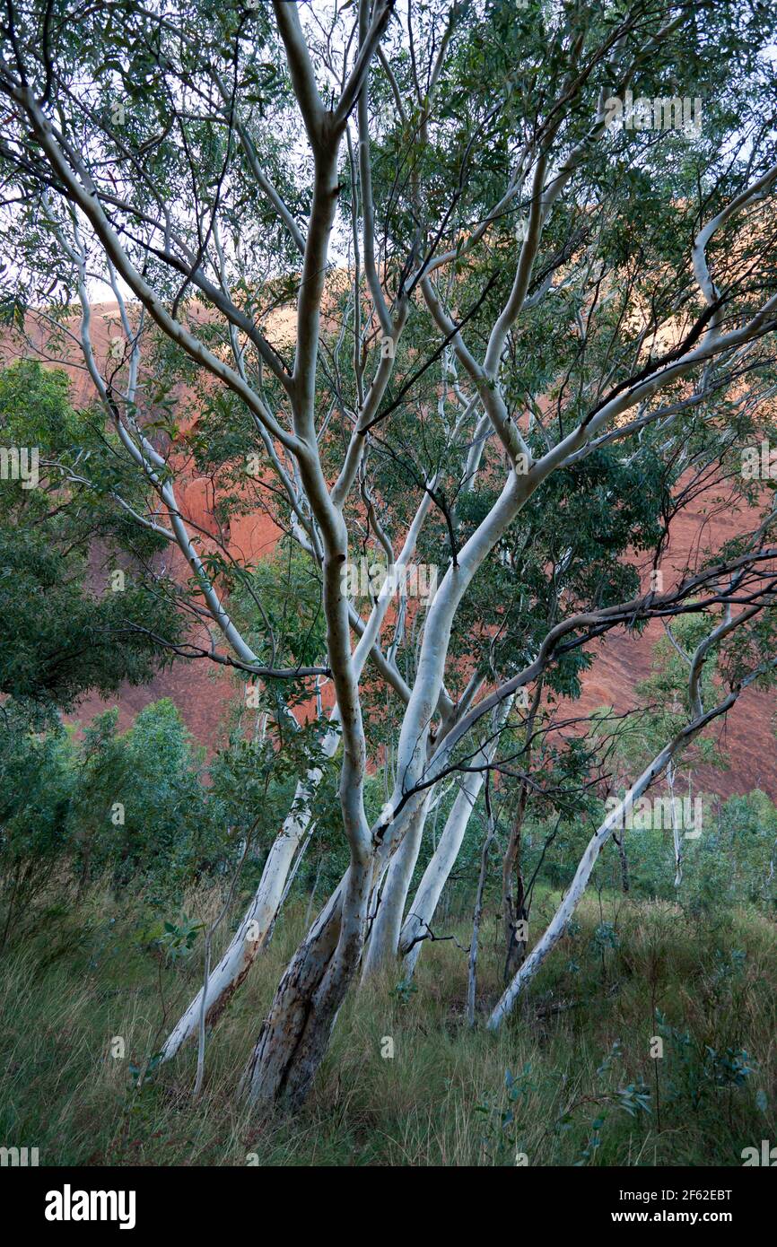View of Kata Tjuta in the Uluru–kata tjuta National Park, Northern ...