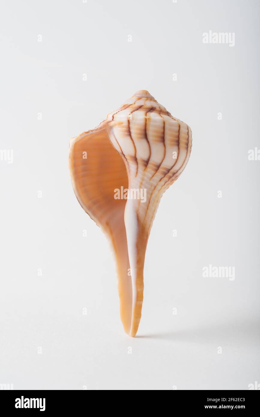 Lightning whelk hi-res stock photography and images - Alamy