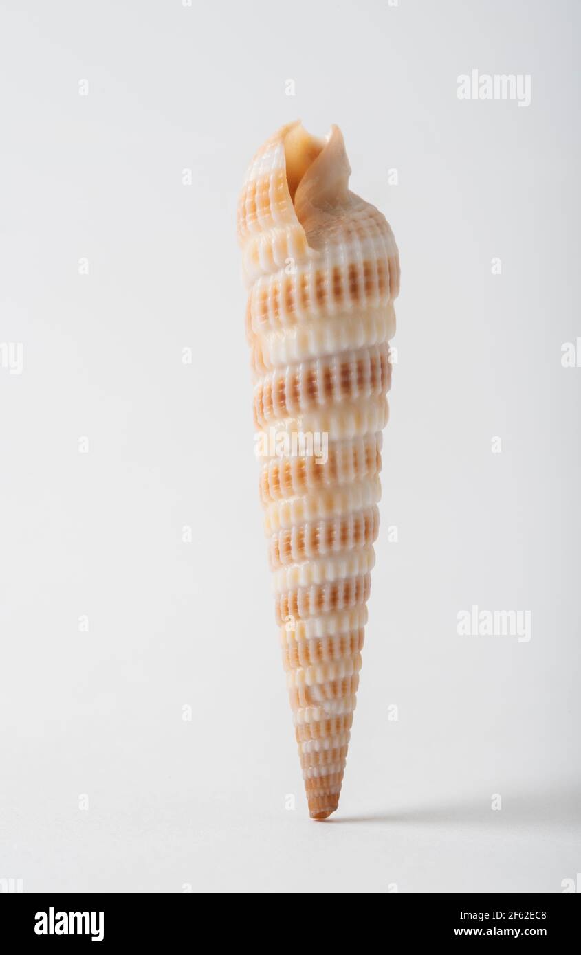 Turret shell white hi-res stock photography and images - Alamy