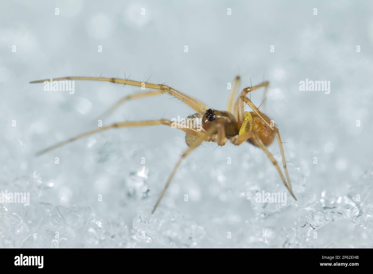 Dwarf spider (Bathyphantes) with ichneumon wasp larva (Pimplinae Stock ...