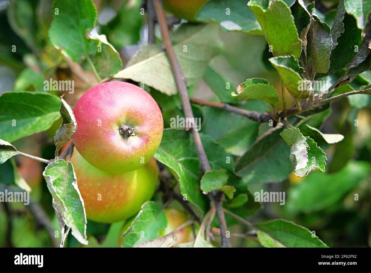 Organic ripe red apples hanging from at tree branch in apple orchard ...
