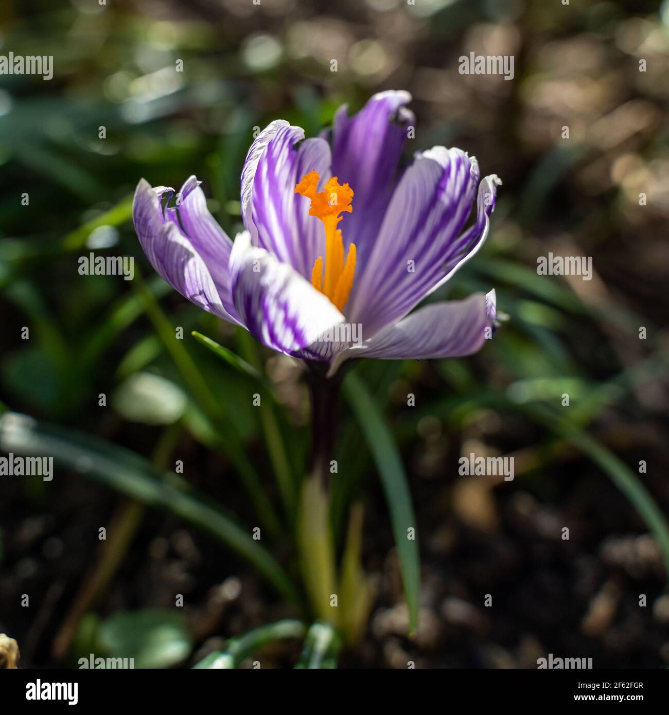illuminated pink lila weiss gestreift uni Krokus single under the ...