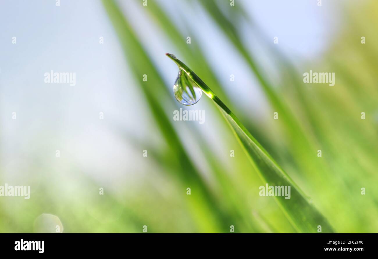 Transparent drops of water dew on fresh green grass close up.Natural ...