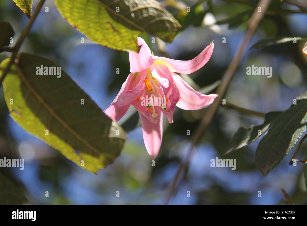 Cuenca ecuador flower hi-res stock photography and images - Alamy