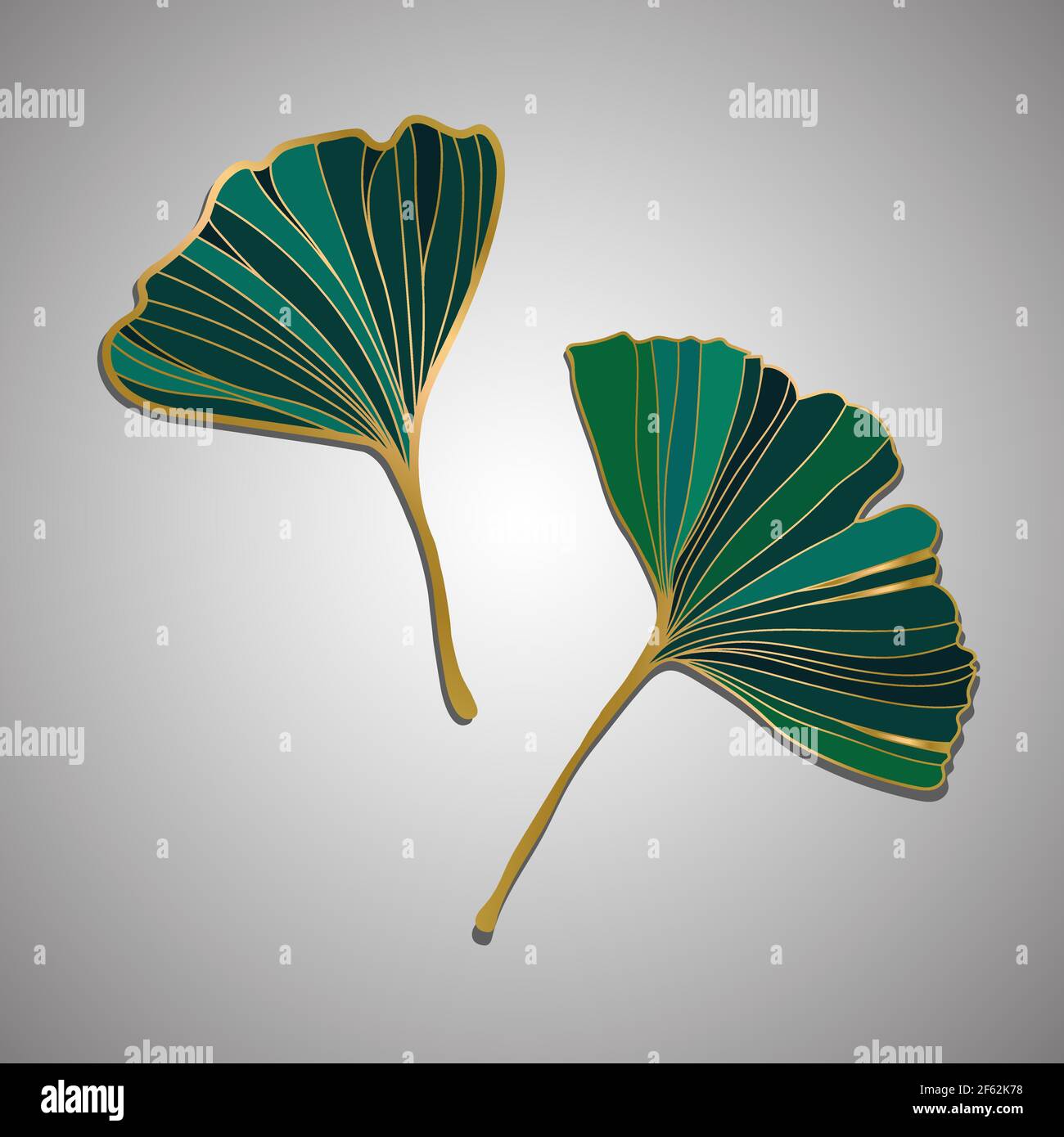 Vector illustration of ginkgo biloba leaf. ink line art design isolated ...