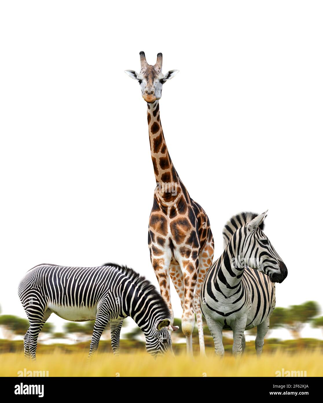 Zebras and giraffe on white background. African animals living on the ...