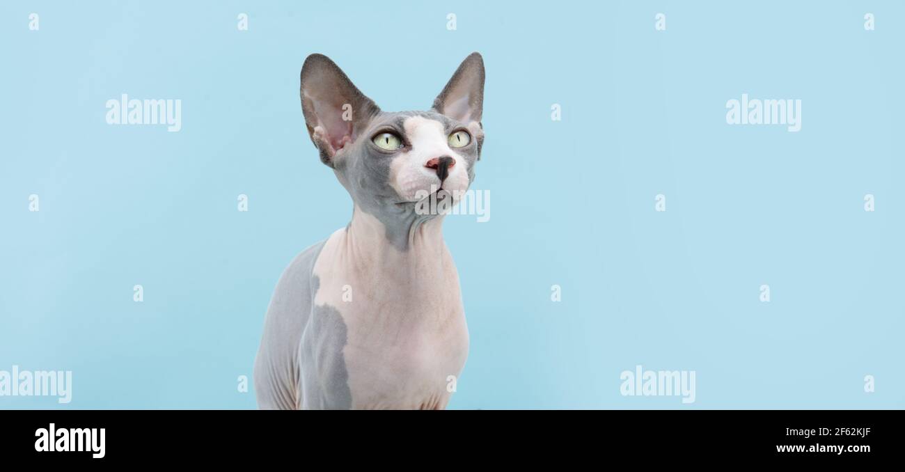 Profile cute sphynx cat looking side. Isolated on blue pastel ...