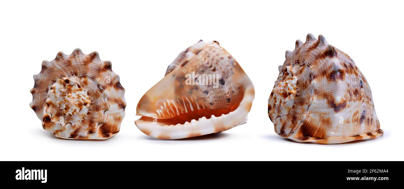Tropical conch shells isolated on white background. Sea life Stock ...
