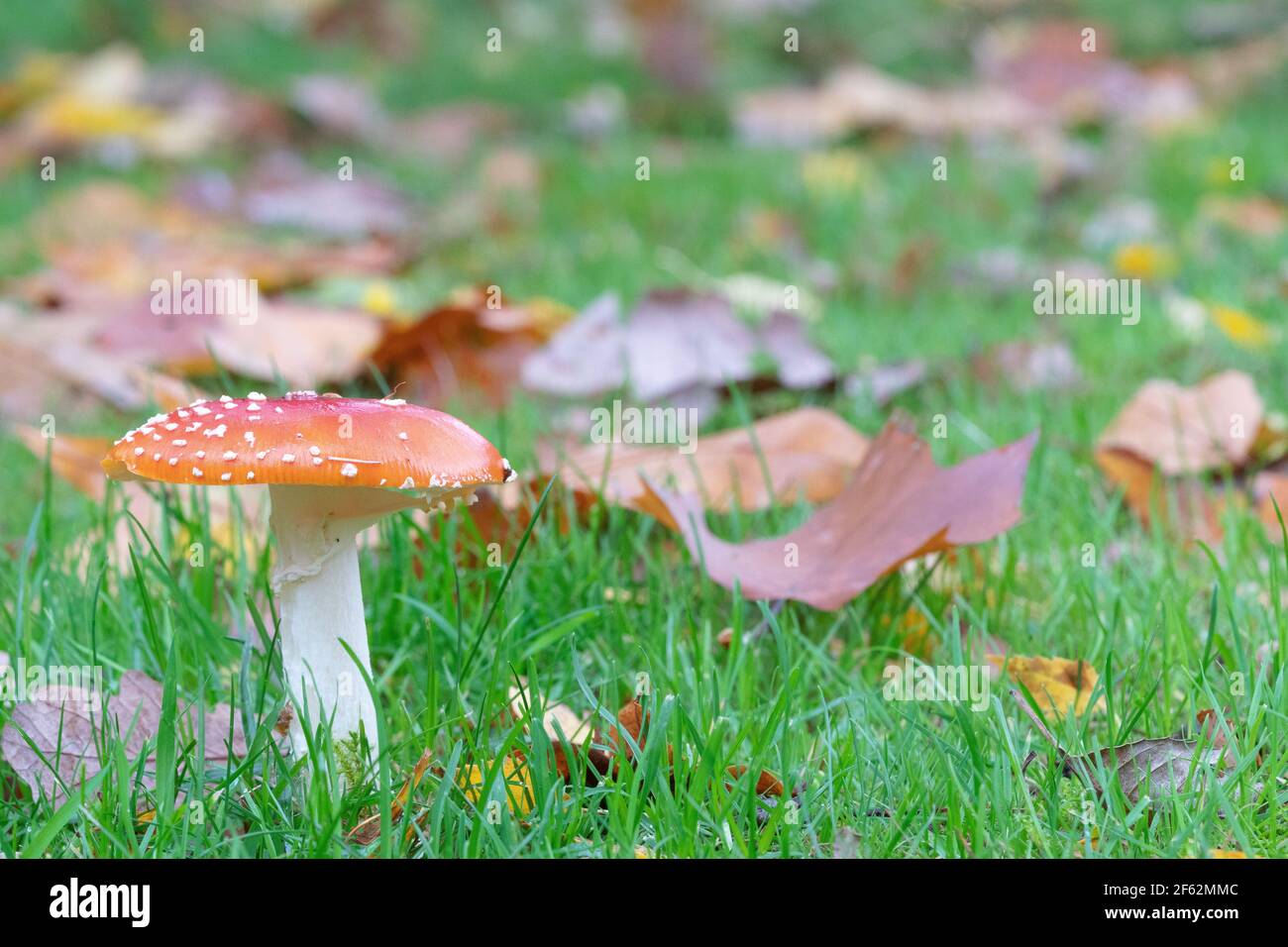 Fly agaric southampton common hi-res stock photography and images - Alamy