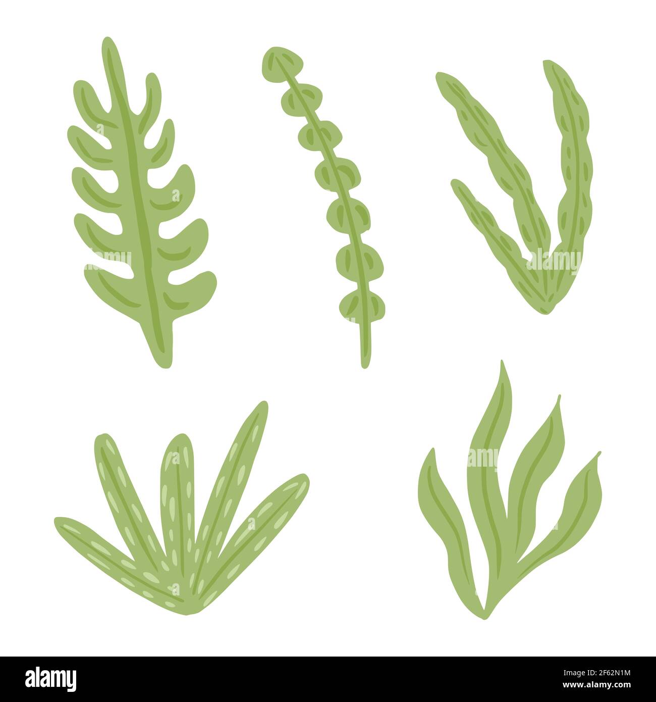 Codium seaweed Stock Vector Images - Alamy