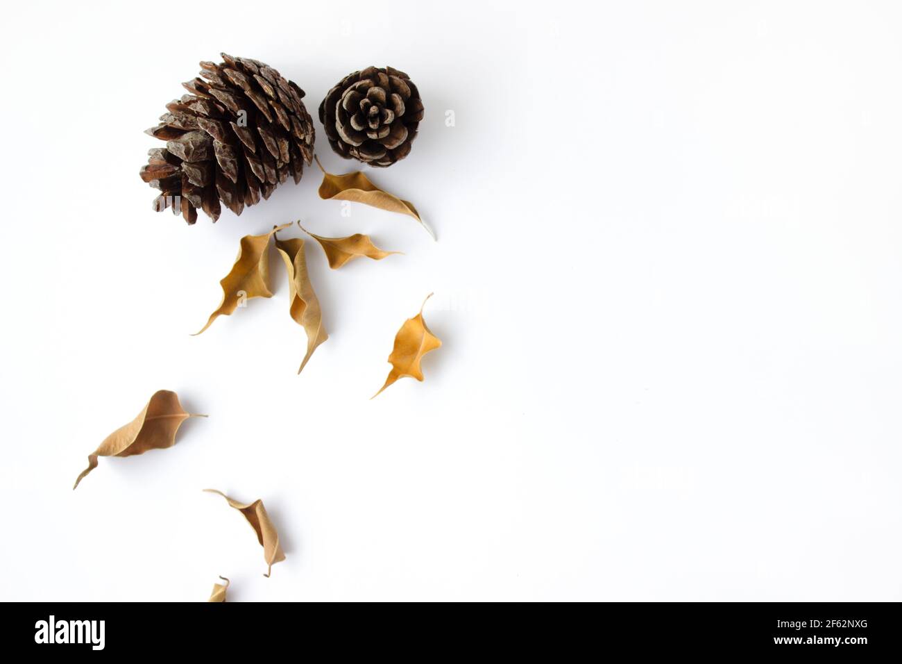 Autumn composition. Dried, autumn eaves and cones on a white background ...