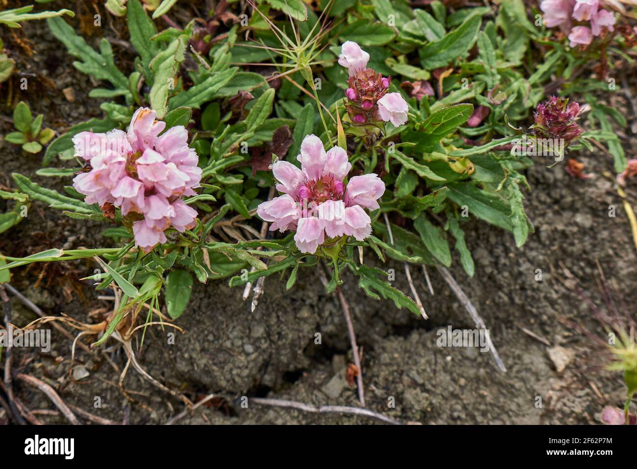 Prunella Vulgaris Var Laciniata High Resolution Stock Photography and ...